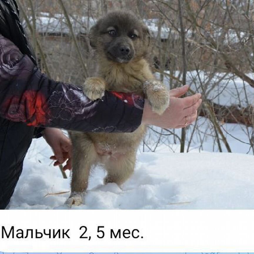 Щенок мальчик