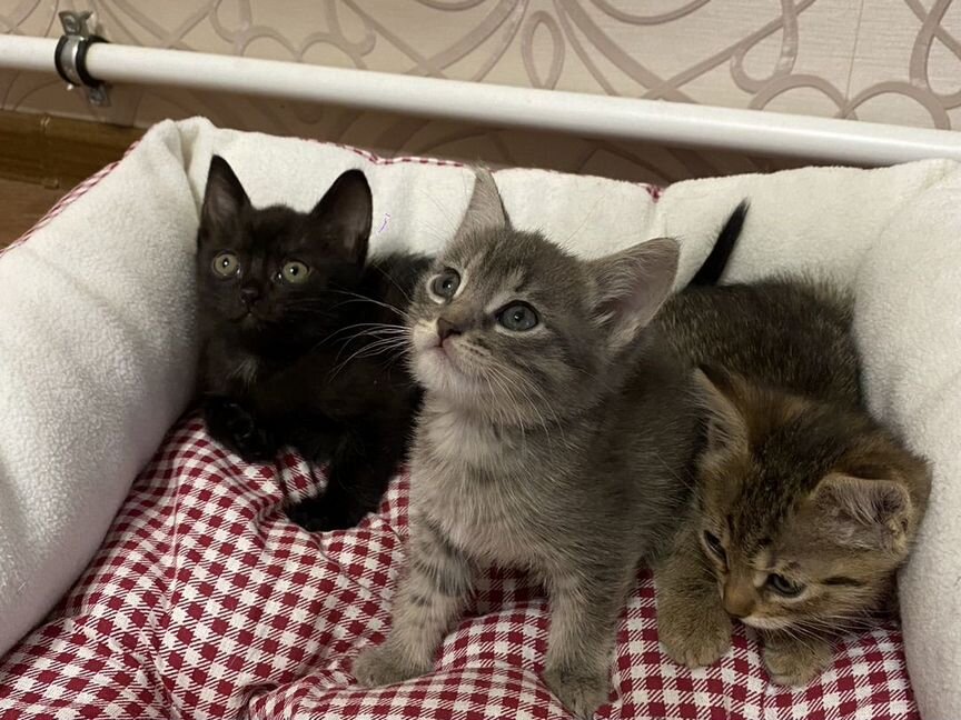 Котята в добрые руки