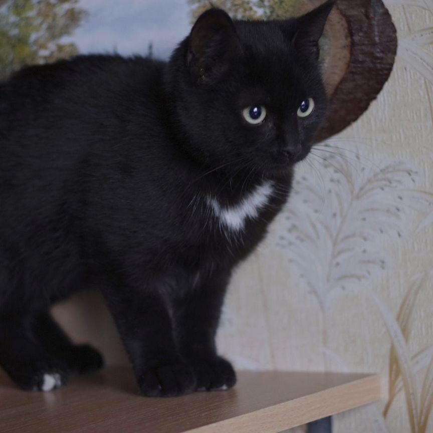 Красавица Эсси,7 мес.Стерилиз,ищет семью