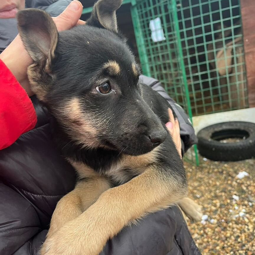 Немецкая овчарка