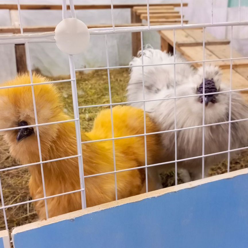 Инкубационное яйцо кур Китайская Шелковистая