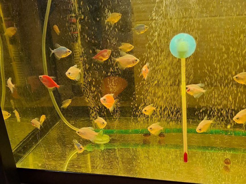 Тернеция глофиш