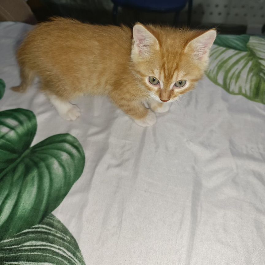 Рыжий котенок ищет дом