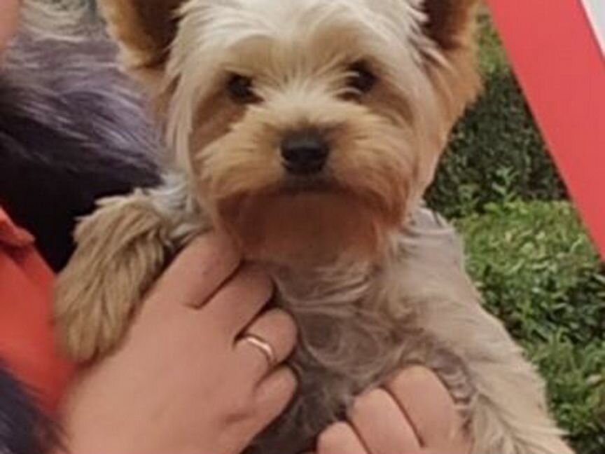 Йоркширский терьер. Вязка