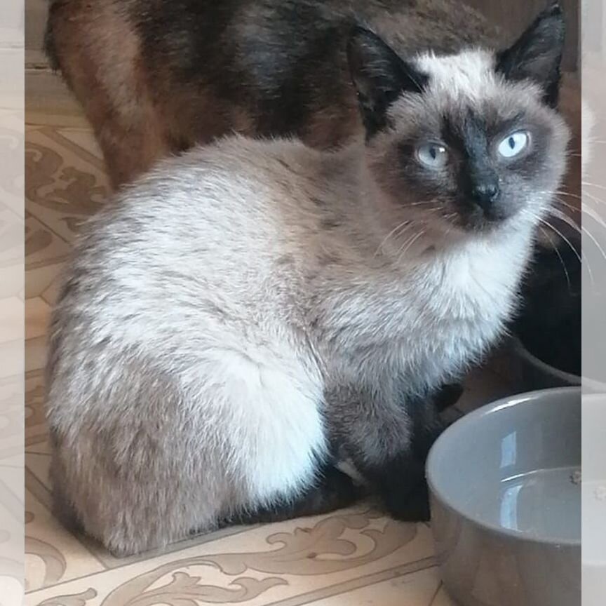 Отдам сиамскую кошечку