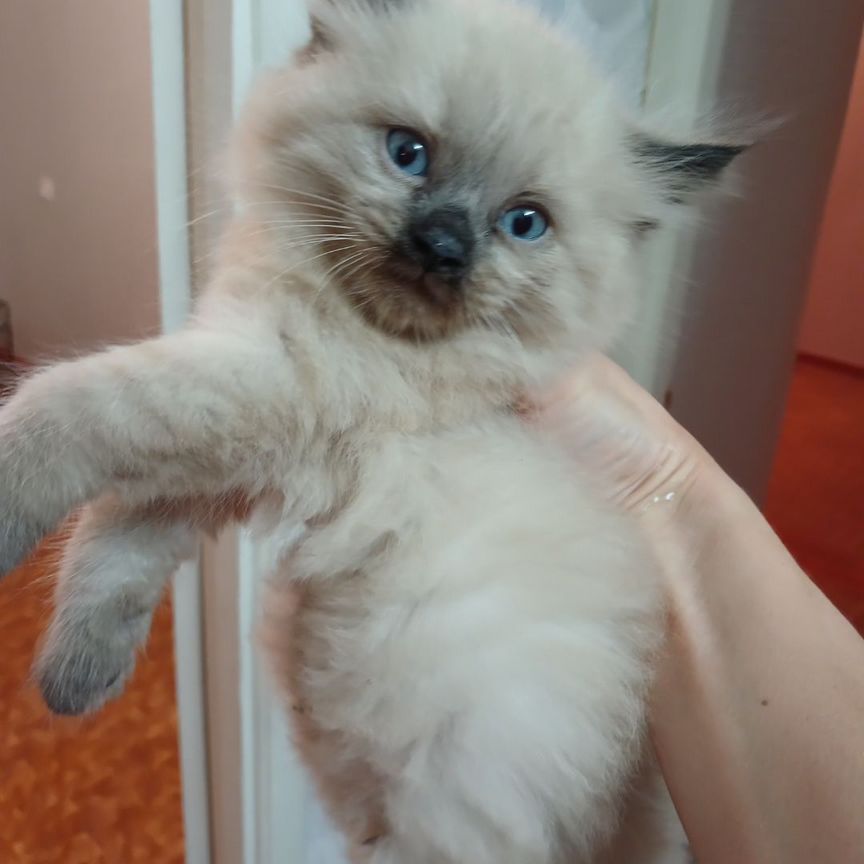 Котёнок