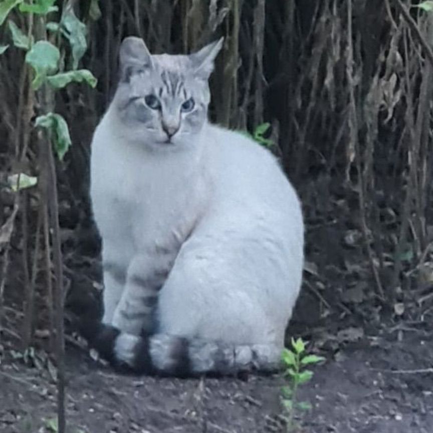 Тайскому котику нужен хозяин