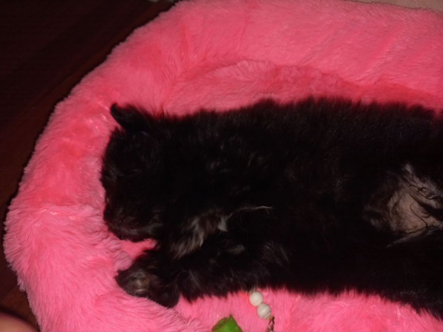 Померанский шпиц мини щенок