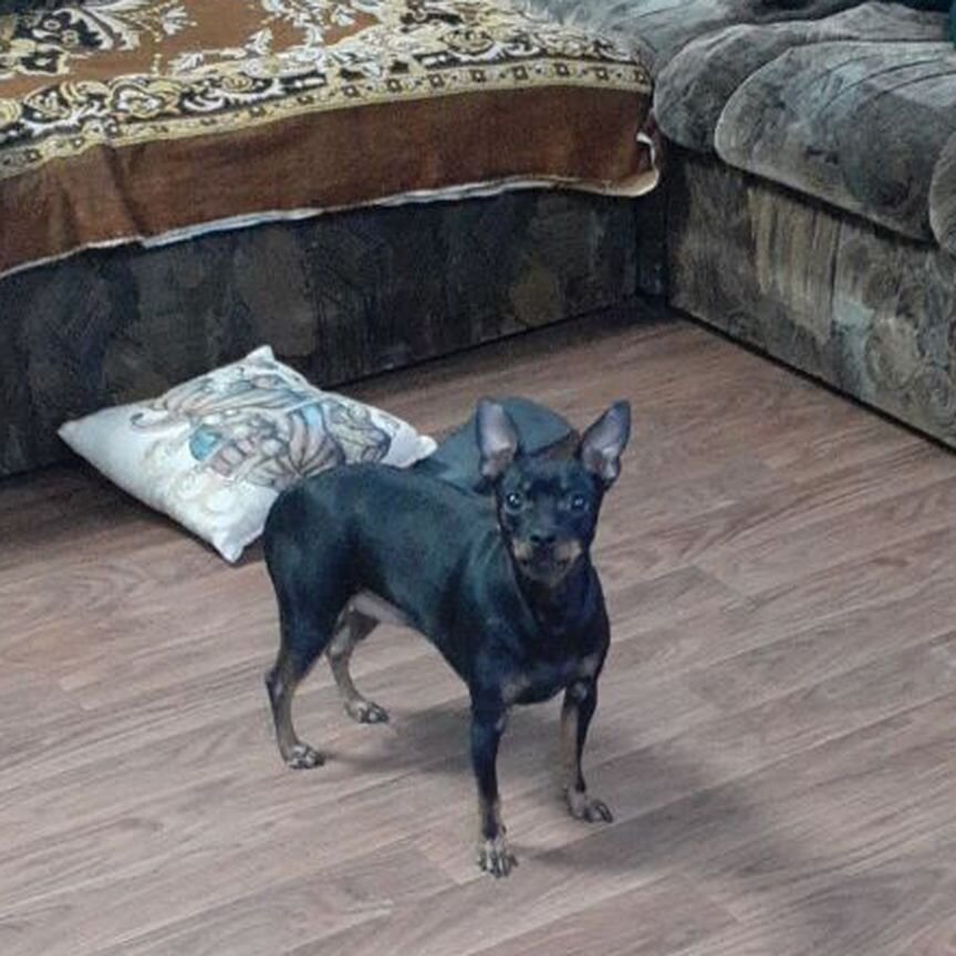 Йоркширский терьер, взрослая собака