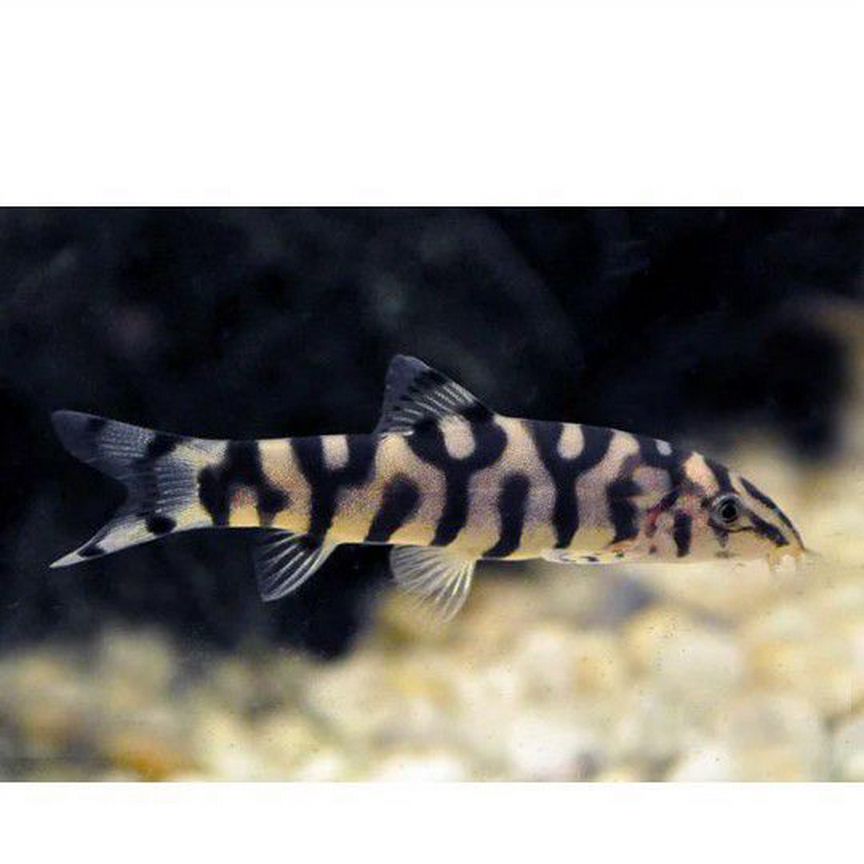 Продам боция мраморная