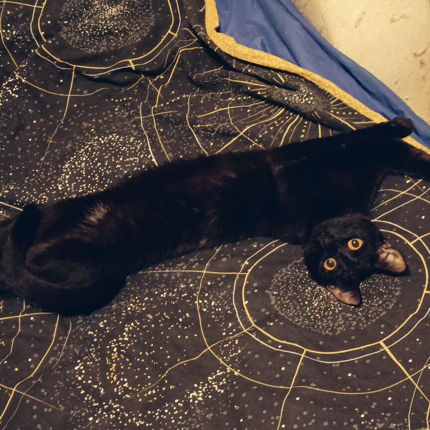 Сиамская кошечка и чёрная породистая кошка