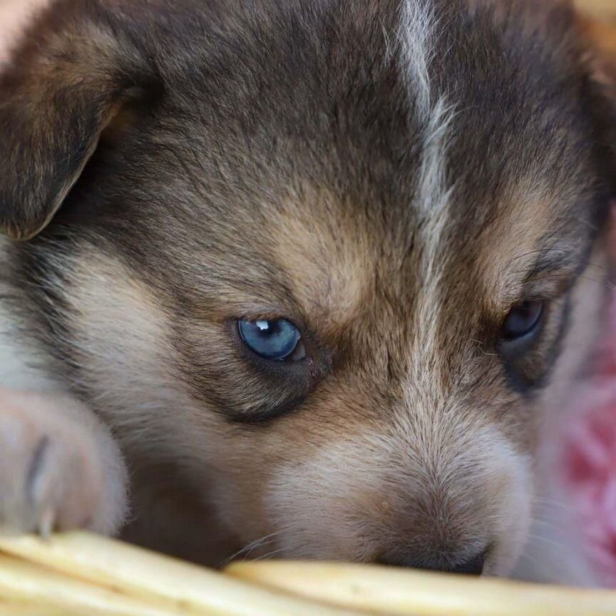 Щенки сторожевые