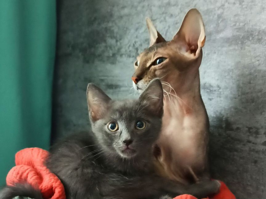 Котята от кошки сфинкс