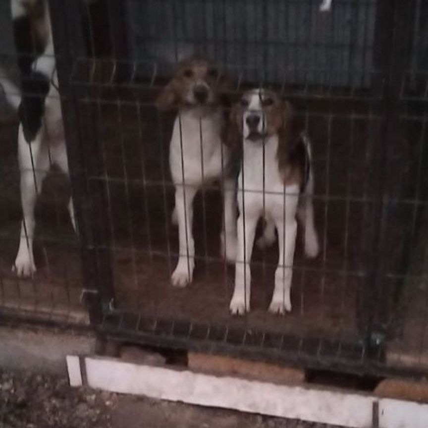 Русская пегая гончая