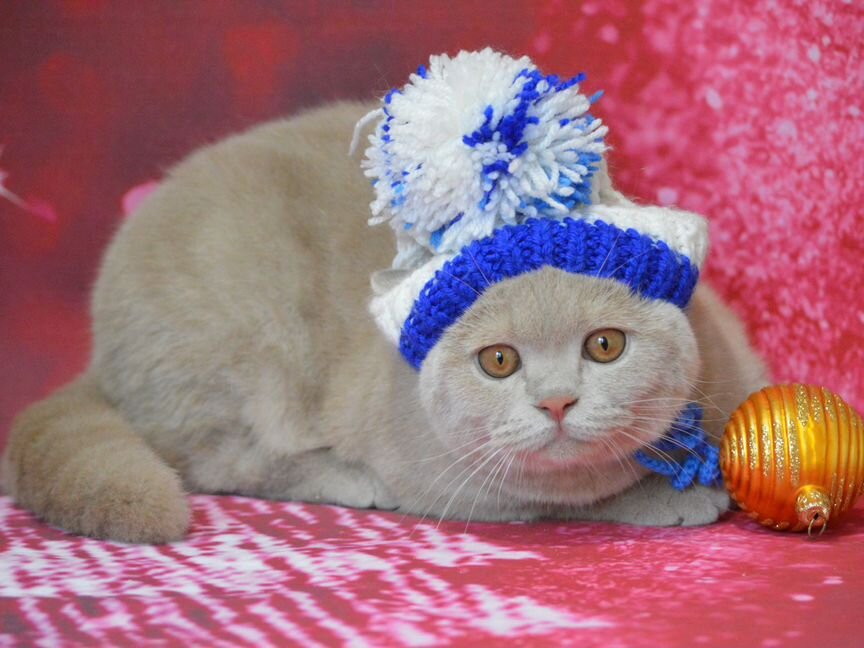 Британская кошка окраса фавн