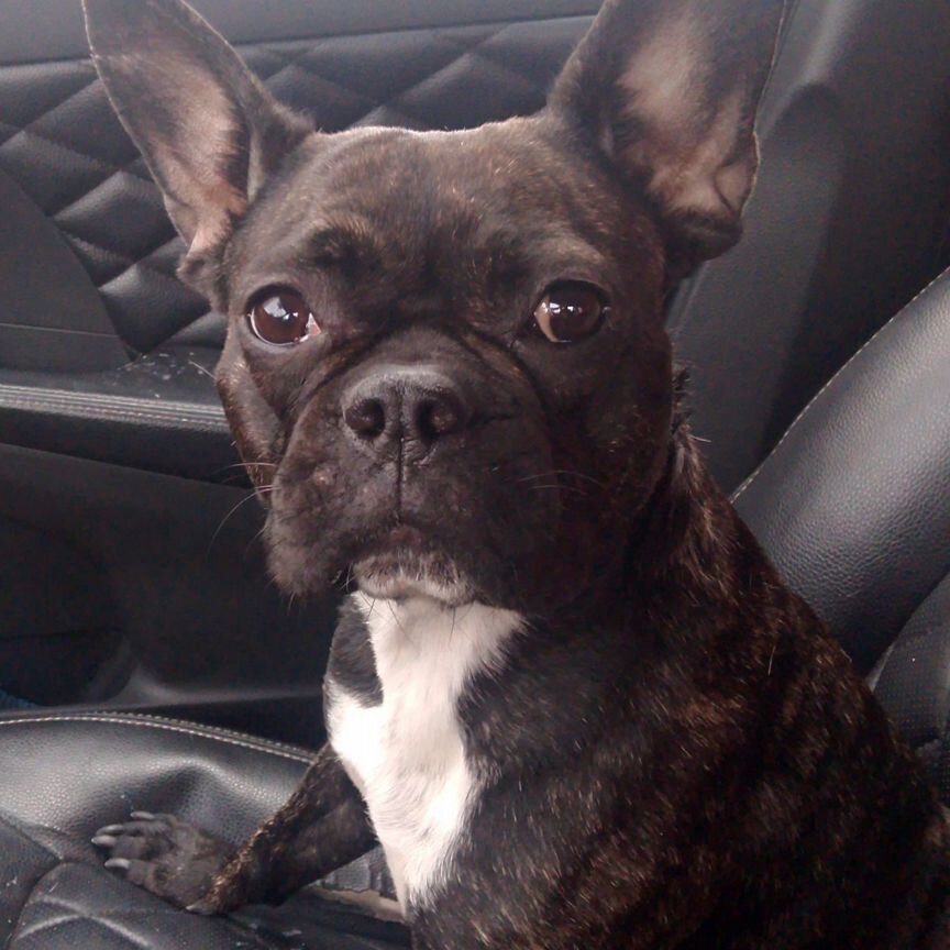 Французский бульдог, взрослая собака