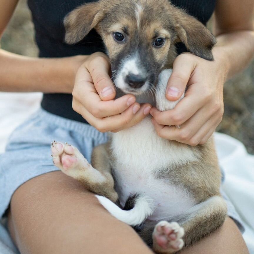 Щенки помесь алабая