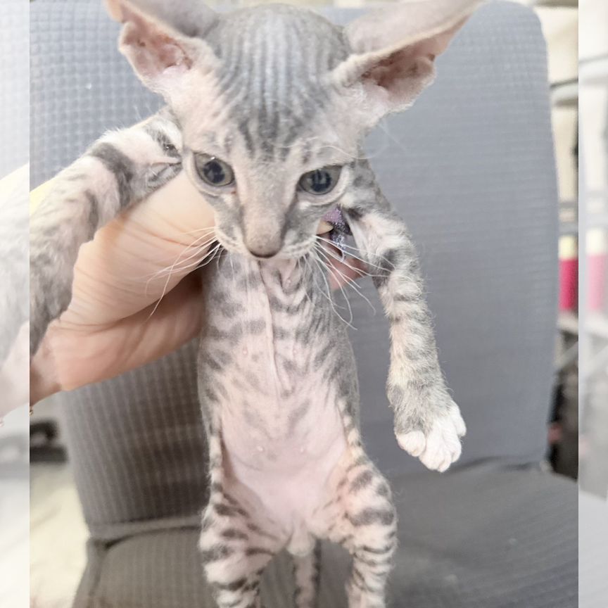 Донской сфинкс котёнок