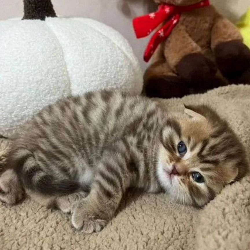 Шотландский вислоухий короткошёрстный котёнок