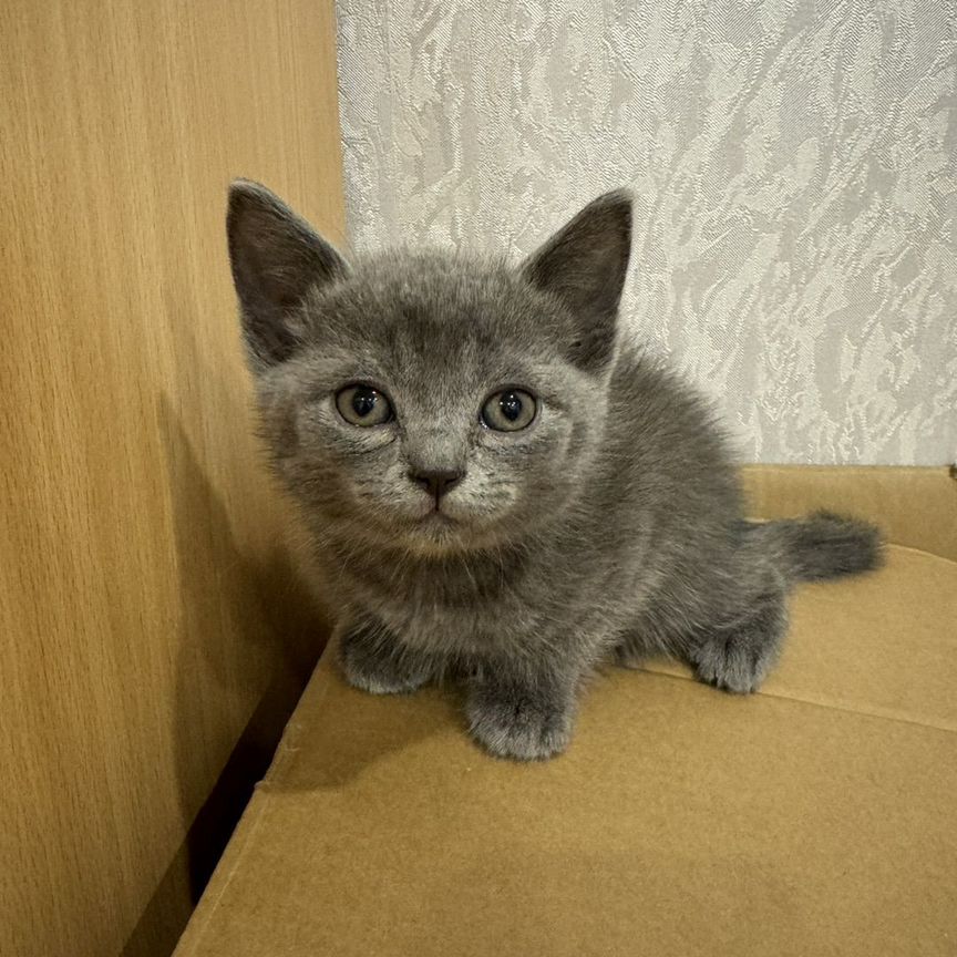 Британские котята