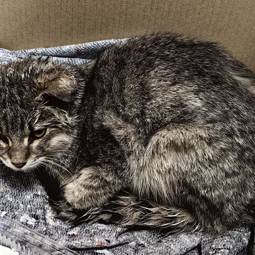 Отдам кошачка в добрые руки