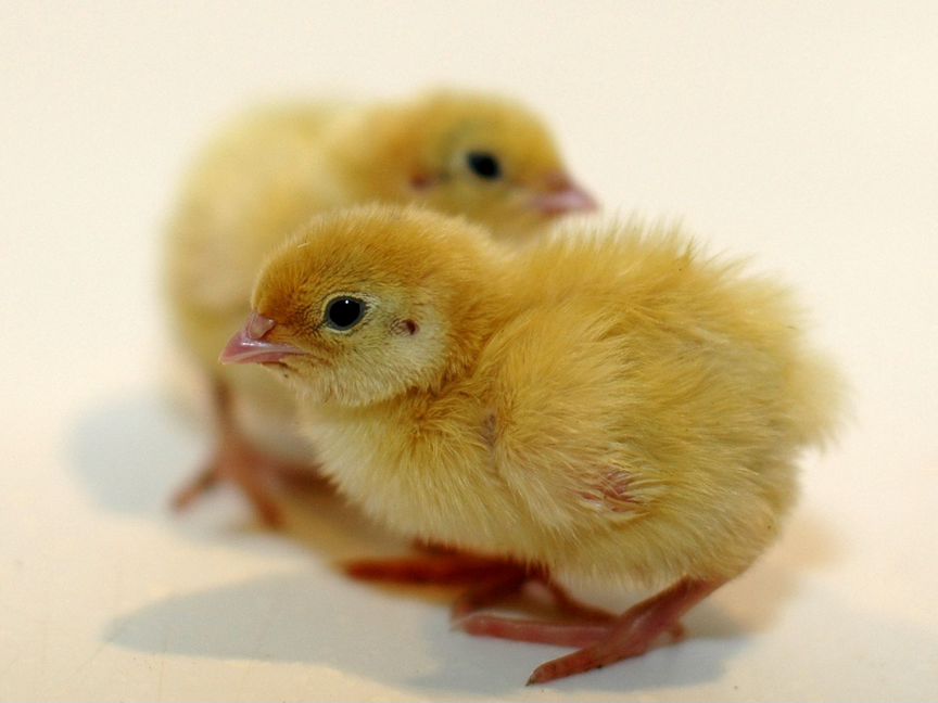 Перепела на заказ