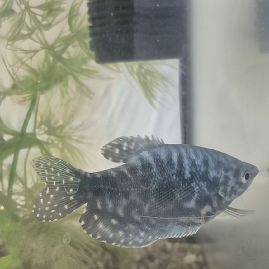 Гурами самец