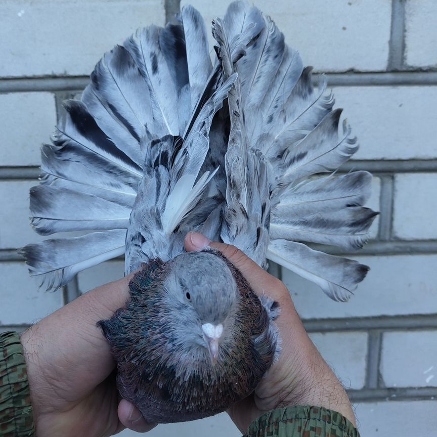 Голуби Николаевской породы