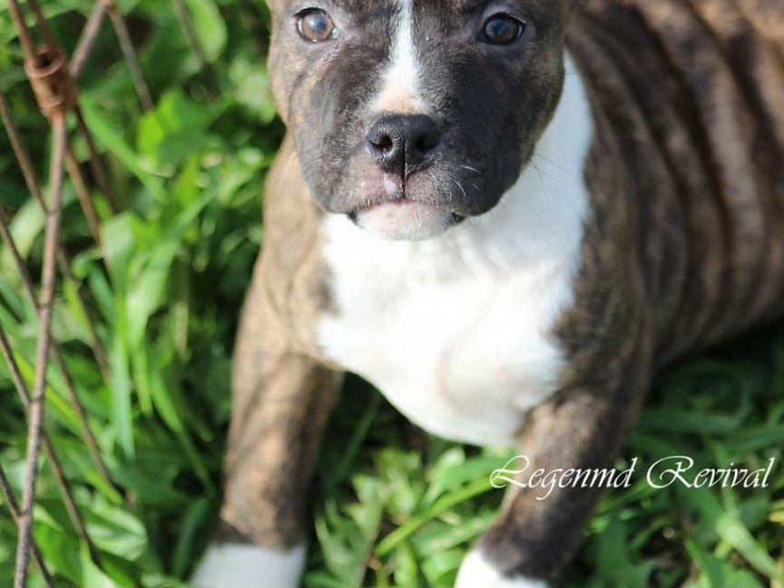 Стаффордширский терьер тигровая красавица