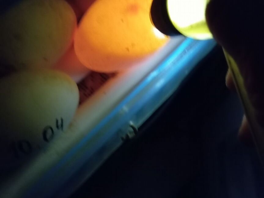 Инкубационное яйцо гусей