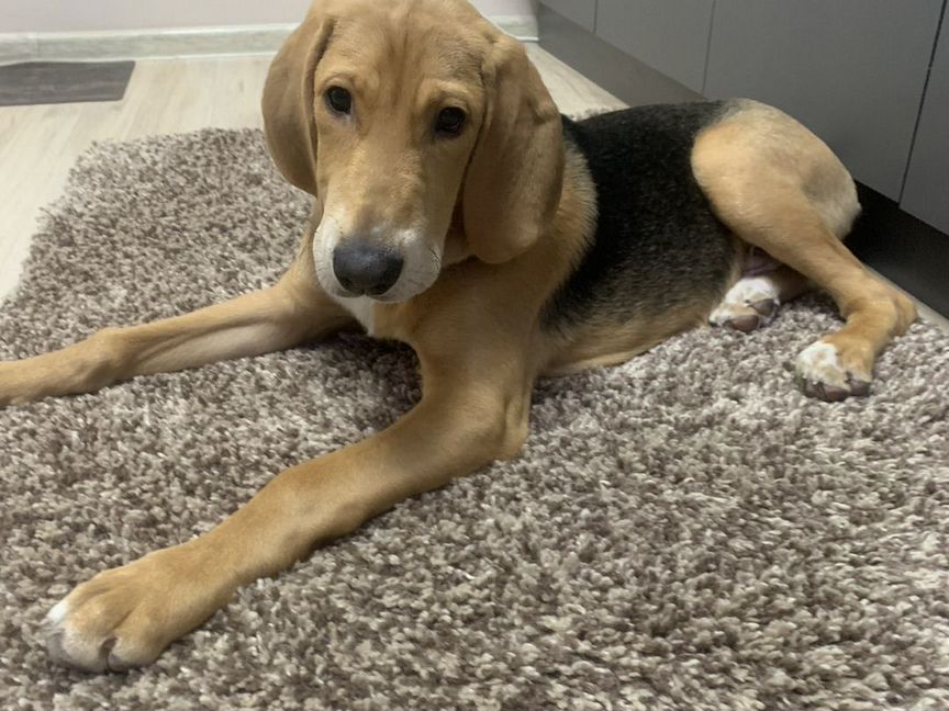 Щенок в добрые руки