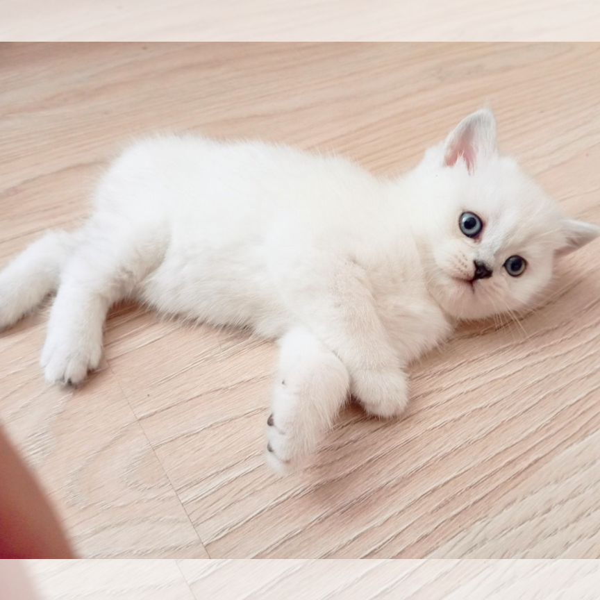 Шотландские шиншилла котята