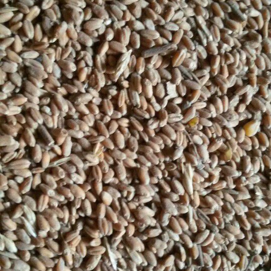 Пшеница ячмень