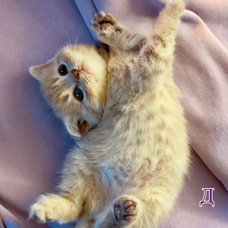Шотландские вислоухие и прямоухие котята