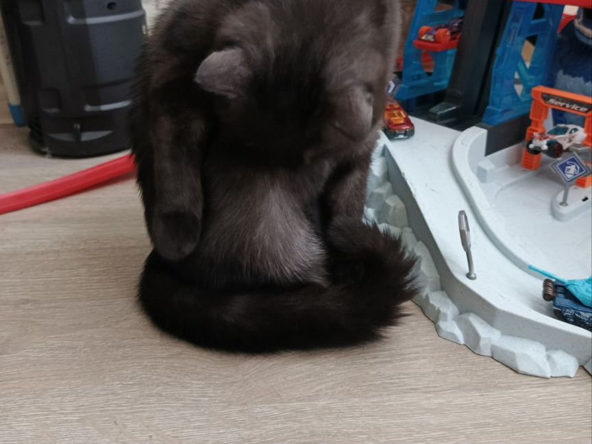 Кошка в дар шотландская