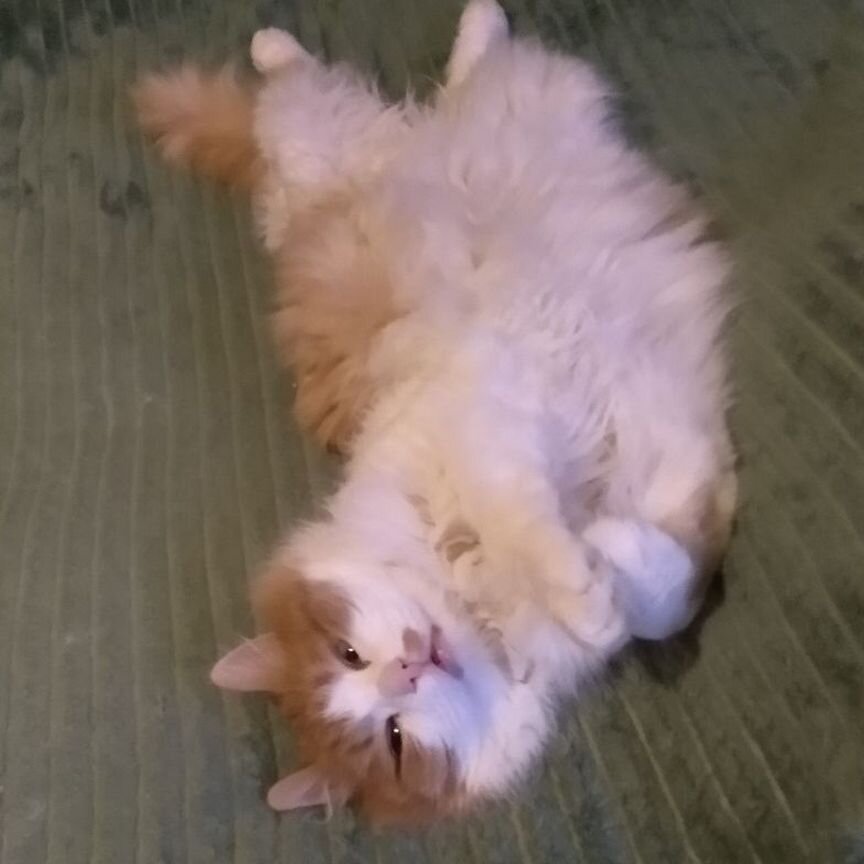 Сибирский котик в частный дом