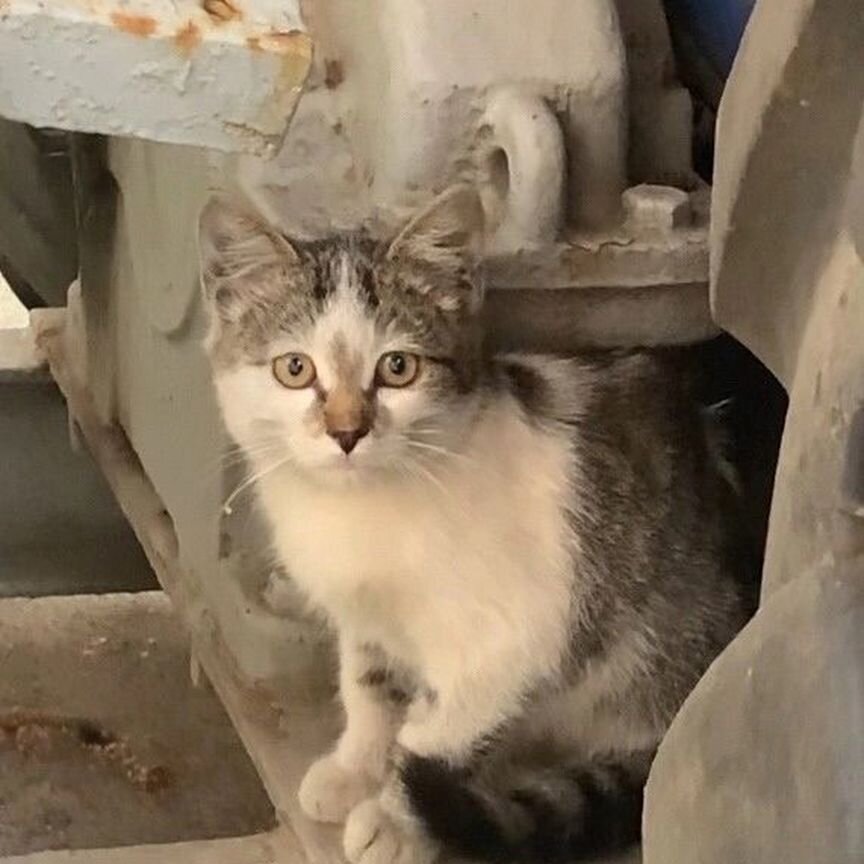 Котенок под машинами, очень нужен дом