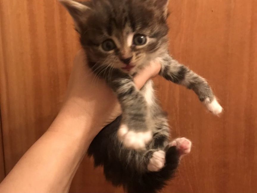 Котята в добрые руки даром