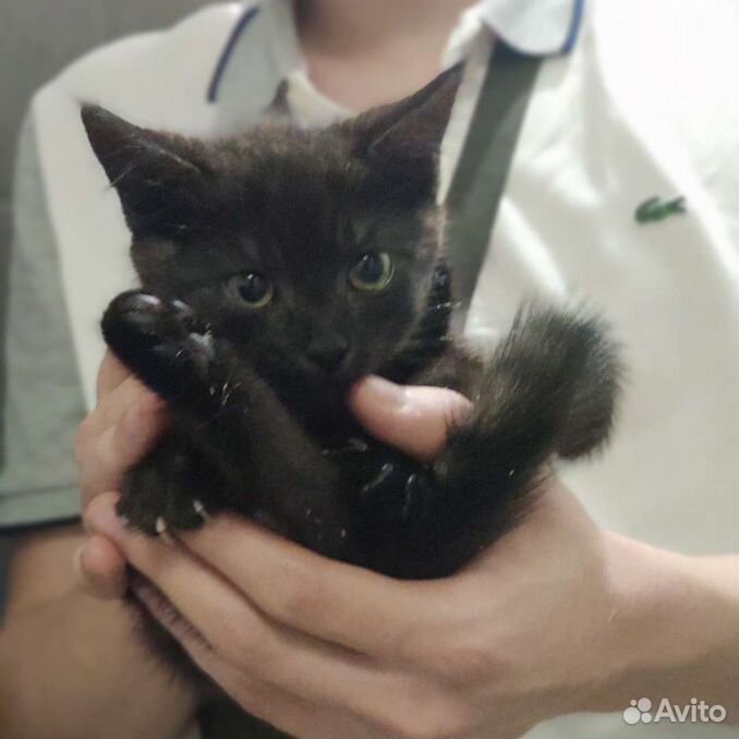 Котенок уральский Рекс