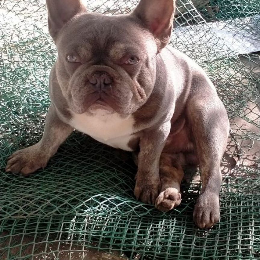 Отдам французика