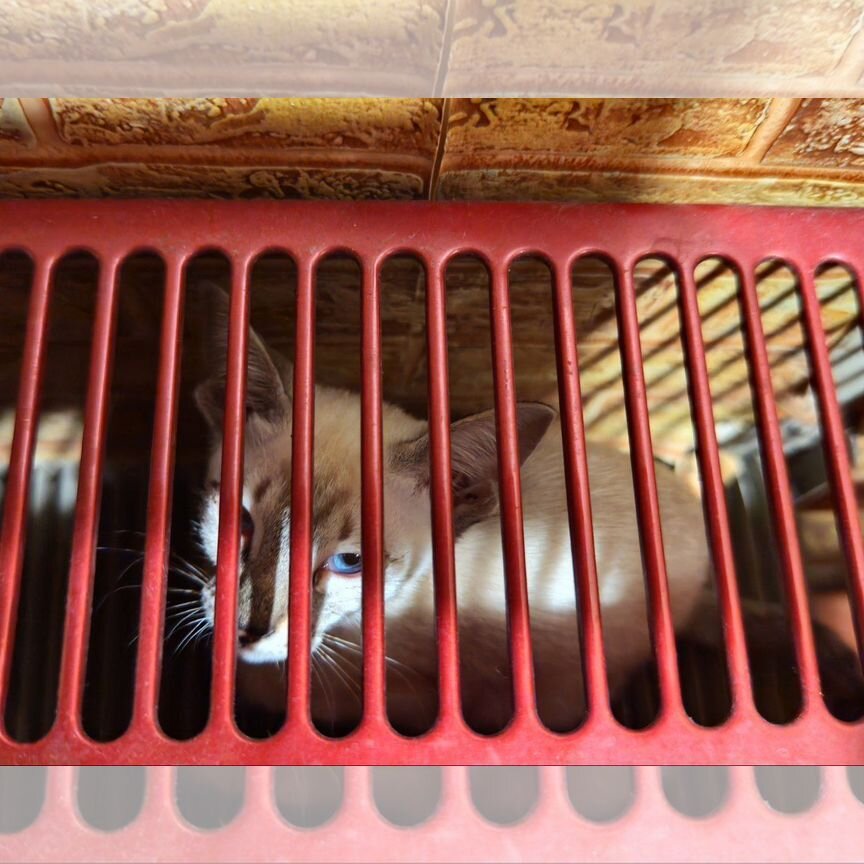 Ориентальный котёнок