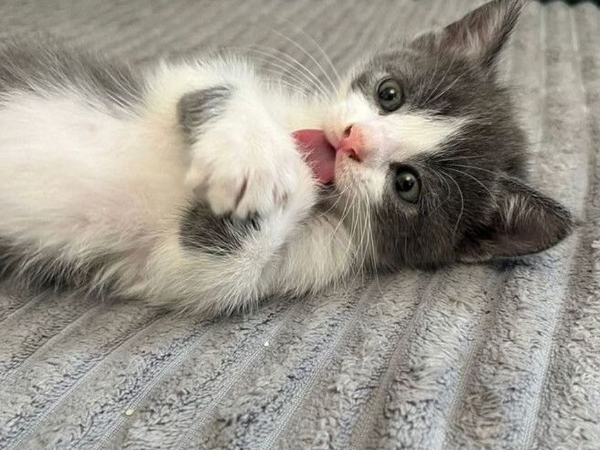 Британский котёнок