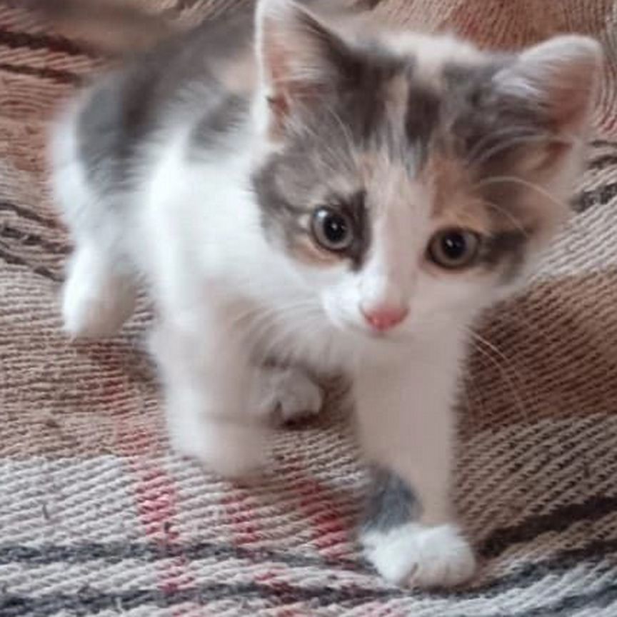 Котята девочки в добрые руки