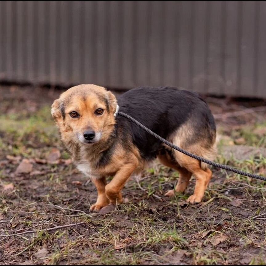 Маленькая собака королева в добрые руки