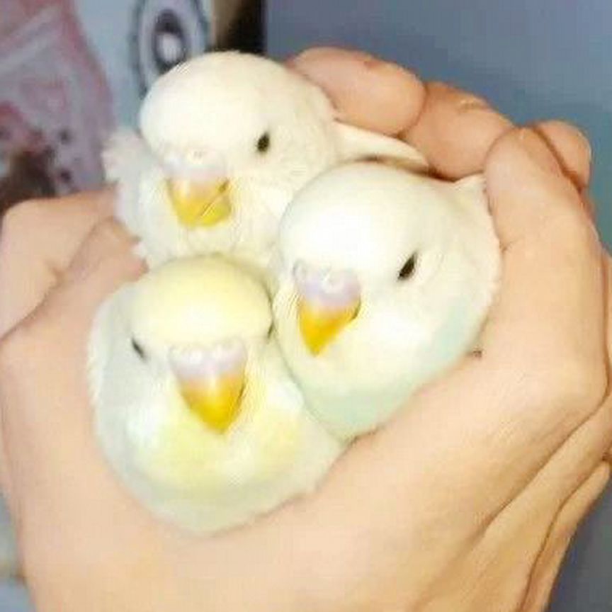 Волнистый попугай