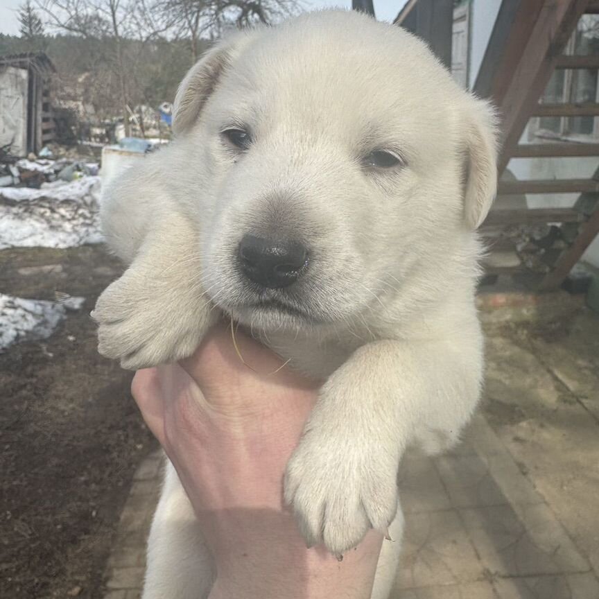 Щенок в добрые руки