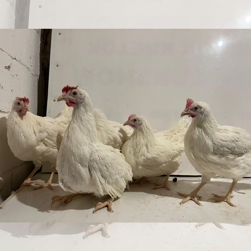 Куры несушки молодки