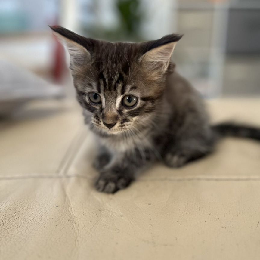 Котята полу-мейнкун