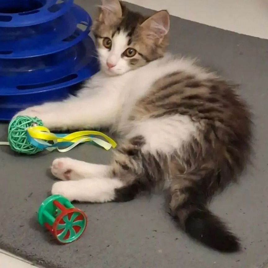 Котёнок в добрые руки