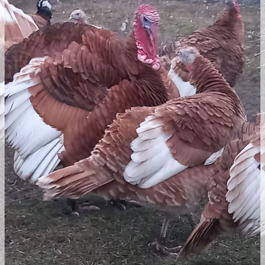 Индюки домашние